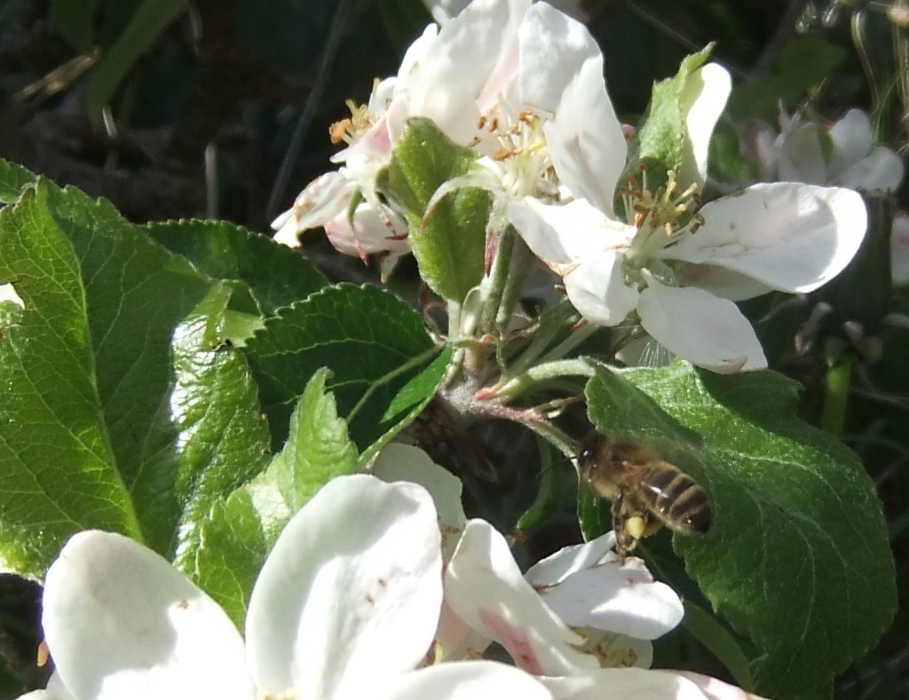 bee-apple-blossom1 | Native Queen Bees