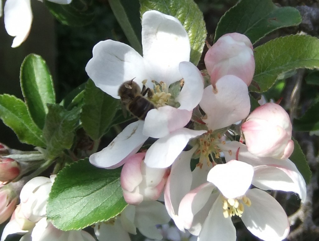 bee-apple-blossom3 | Native Queen Bees