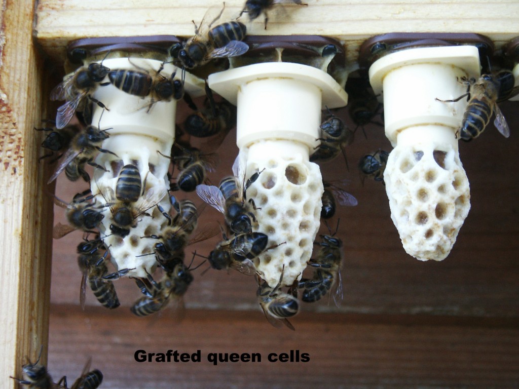 grafted-queen-cells | Native Queen Bees